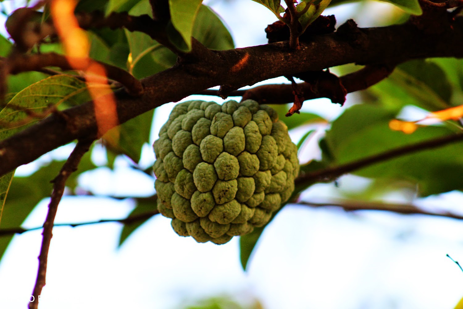 Ako si ANDREW IBOT!: Atis (Sugar apple, Sweet sop)