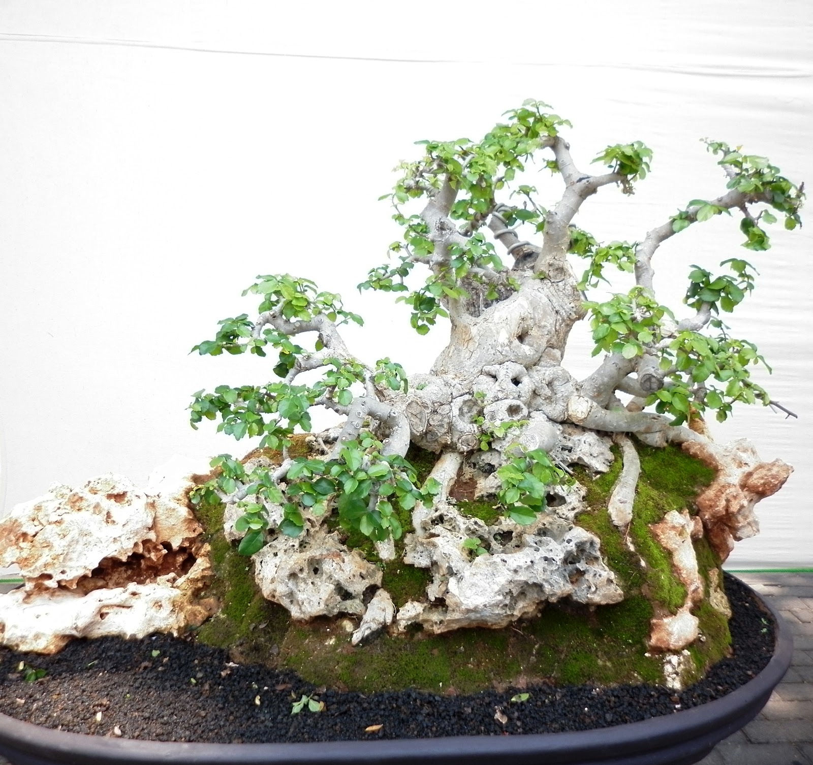 Bonsai Di Atas Batu 02 | Bonsai Tuban