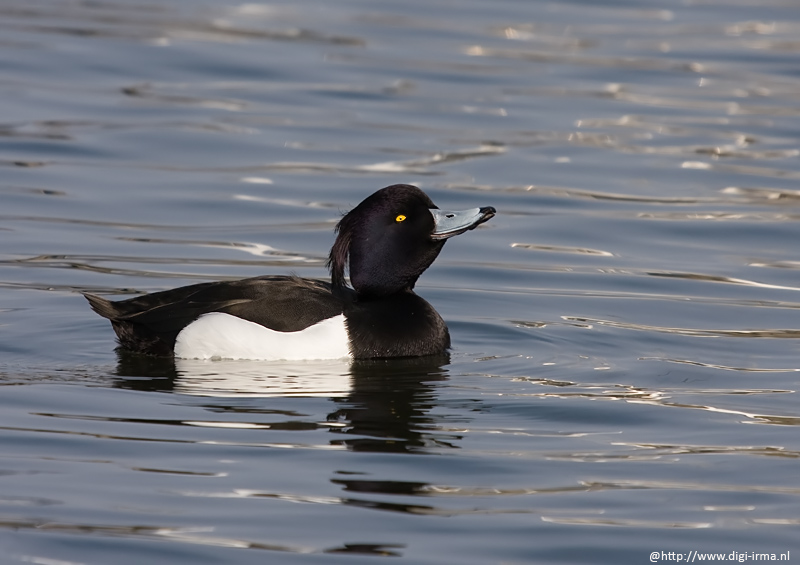 Irma's Natuurbeleving: Kuifeend / Aythya fuligula