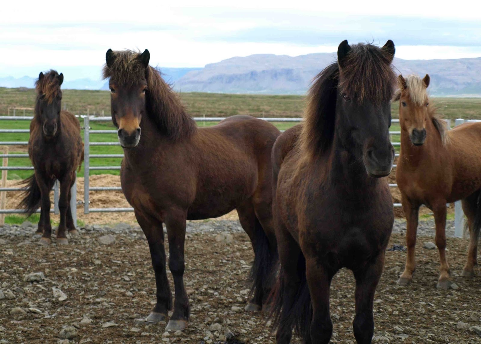 Fading vs non-fading black • Horse World Online