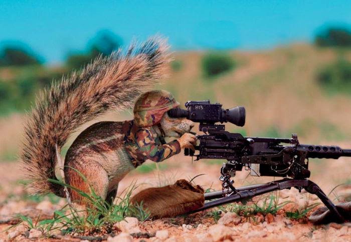 That's interesting...: My war with the squirrels, pt. 2: defeat