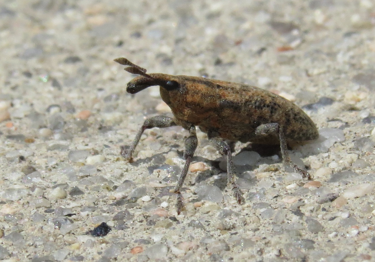Bug Eric: Take a "Sidewalk Safari"