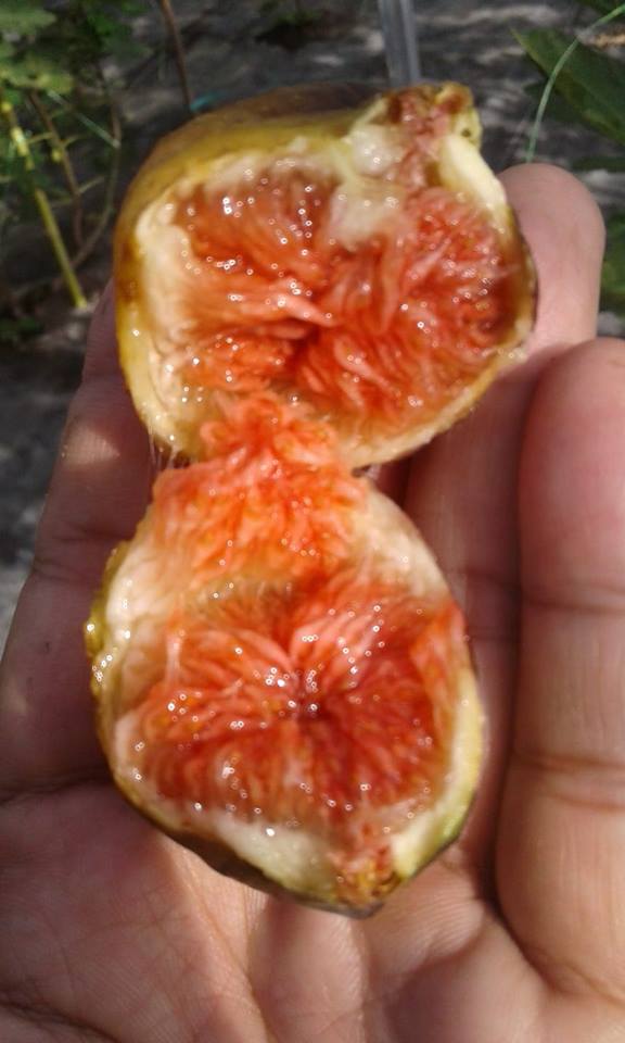 Seattle Garden & Fruit Adventures: The allure of Striped figs