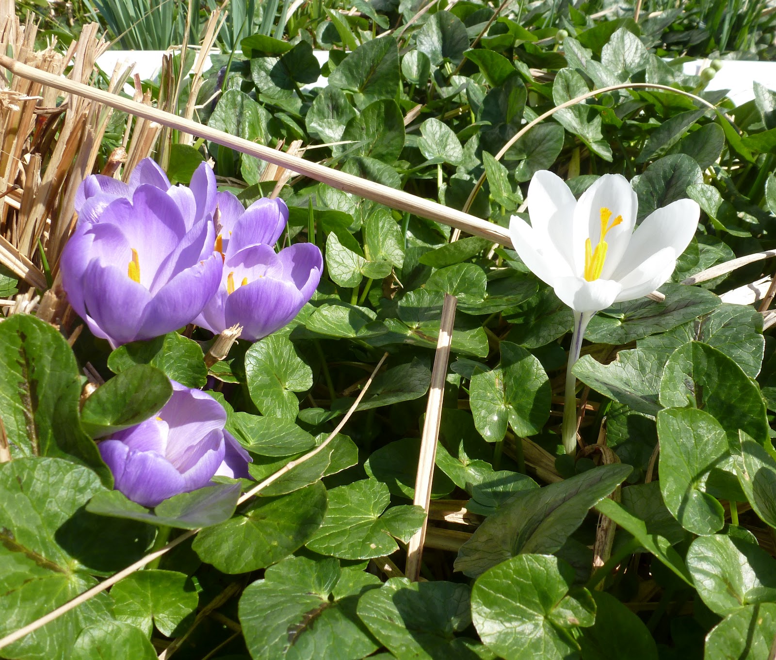 Jarvis House: Early Spring 2012 Flowers in the Jarvis House Garden