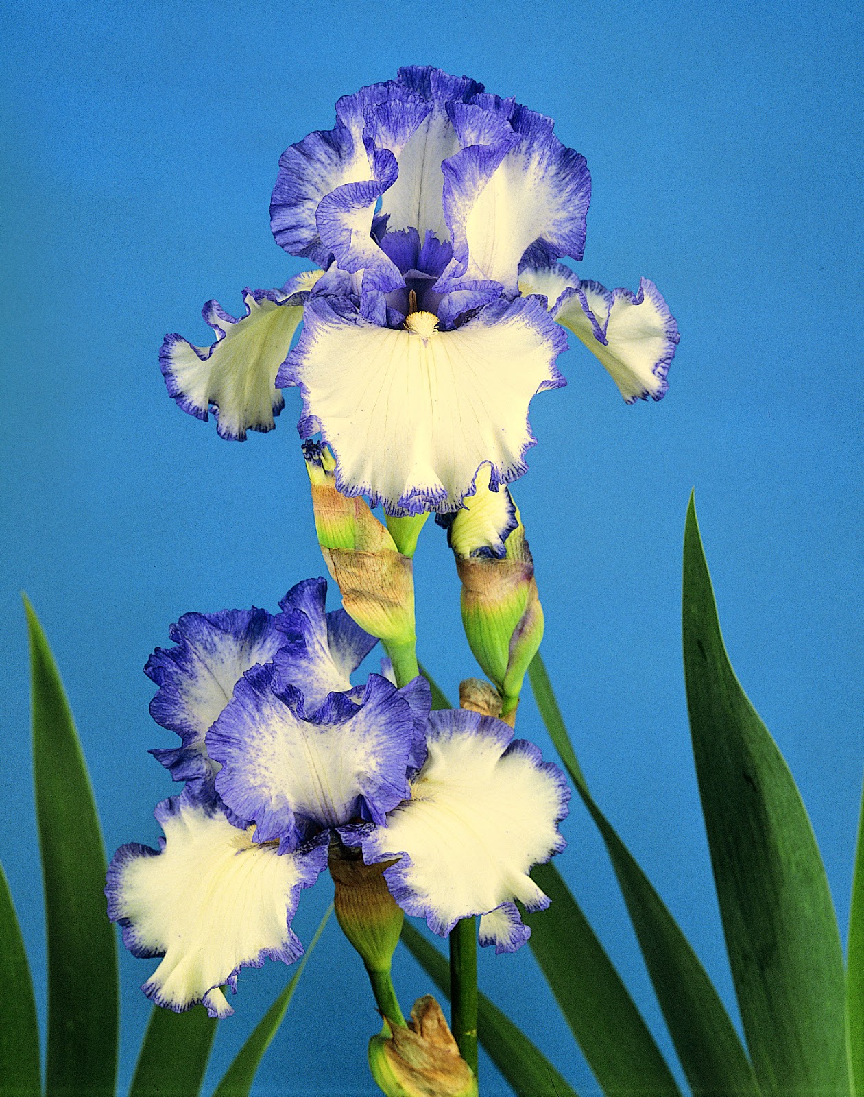 World of Irises: "Talking Irises" TALL BEARDED IRISES--WHAT IS A "SHOW ...