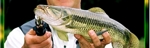 Amilton e Diego - Dicas De Pesca: Traíra / Wolf-Fish ( Hoplias ...