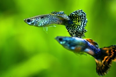 AquariumTropical Fish Hobbyist