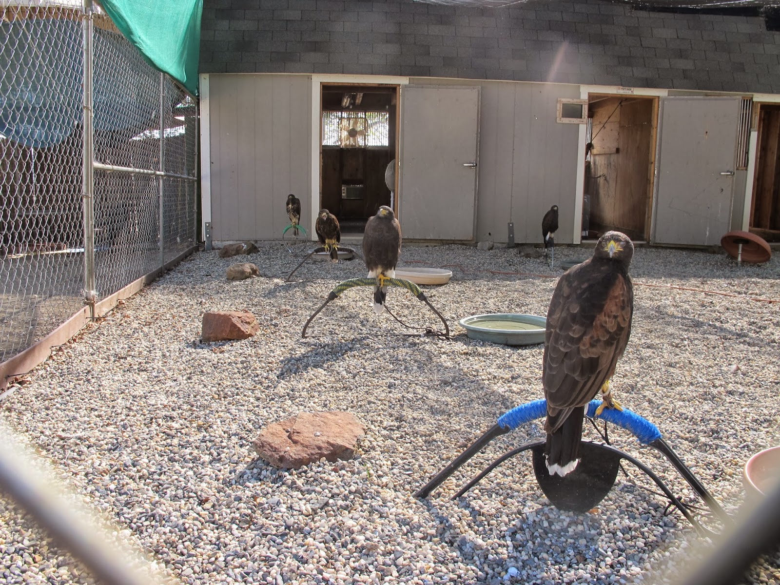 Falconry Still Reigns Near Marysville - Munchie Musings