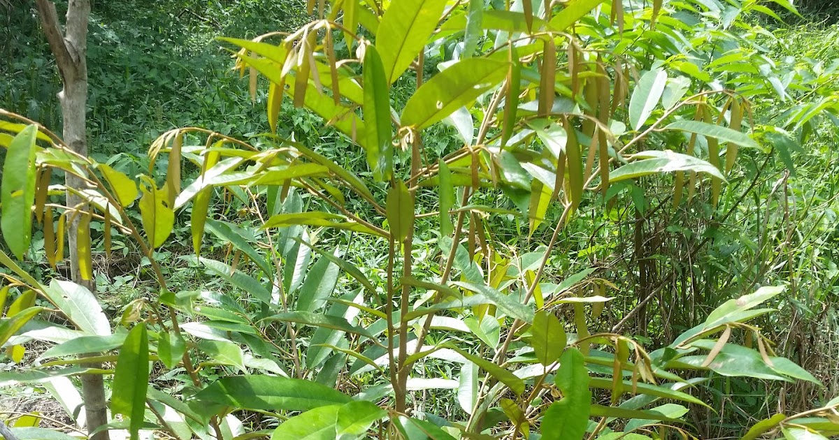 Warisan Petani: Anak Durian Raja Kunyit (Musang King)