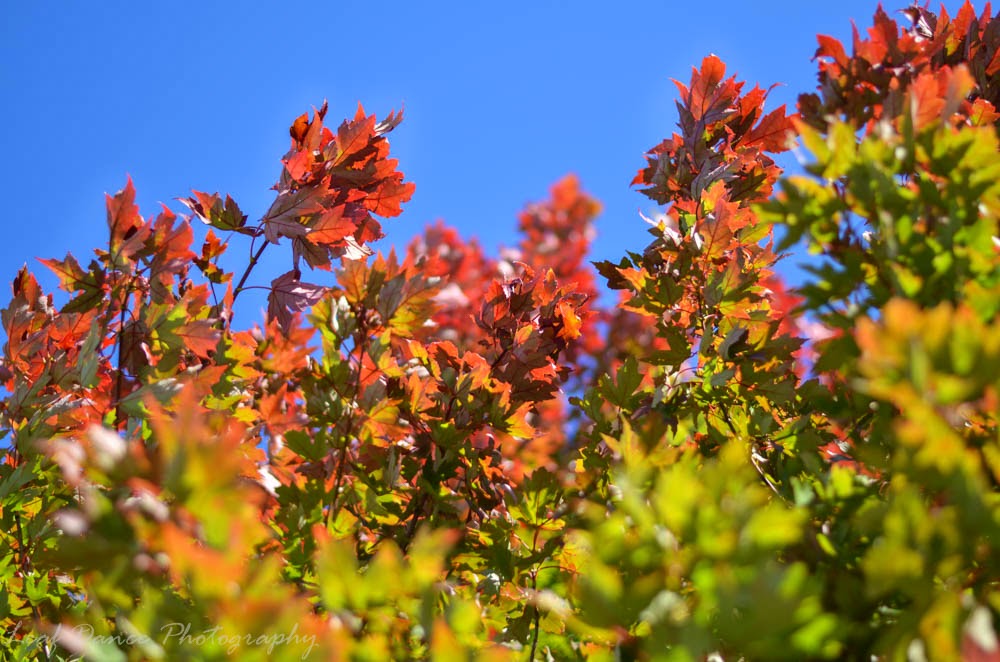 Leaf Dance Photography: For those Gray November Days
