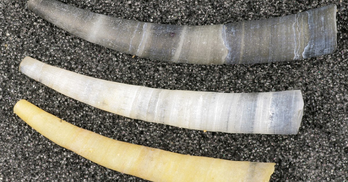 Variety of Life: Scaphopoda