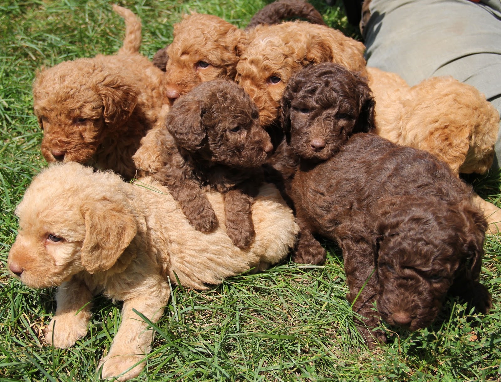 Chocolate Double Doodle