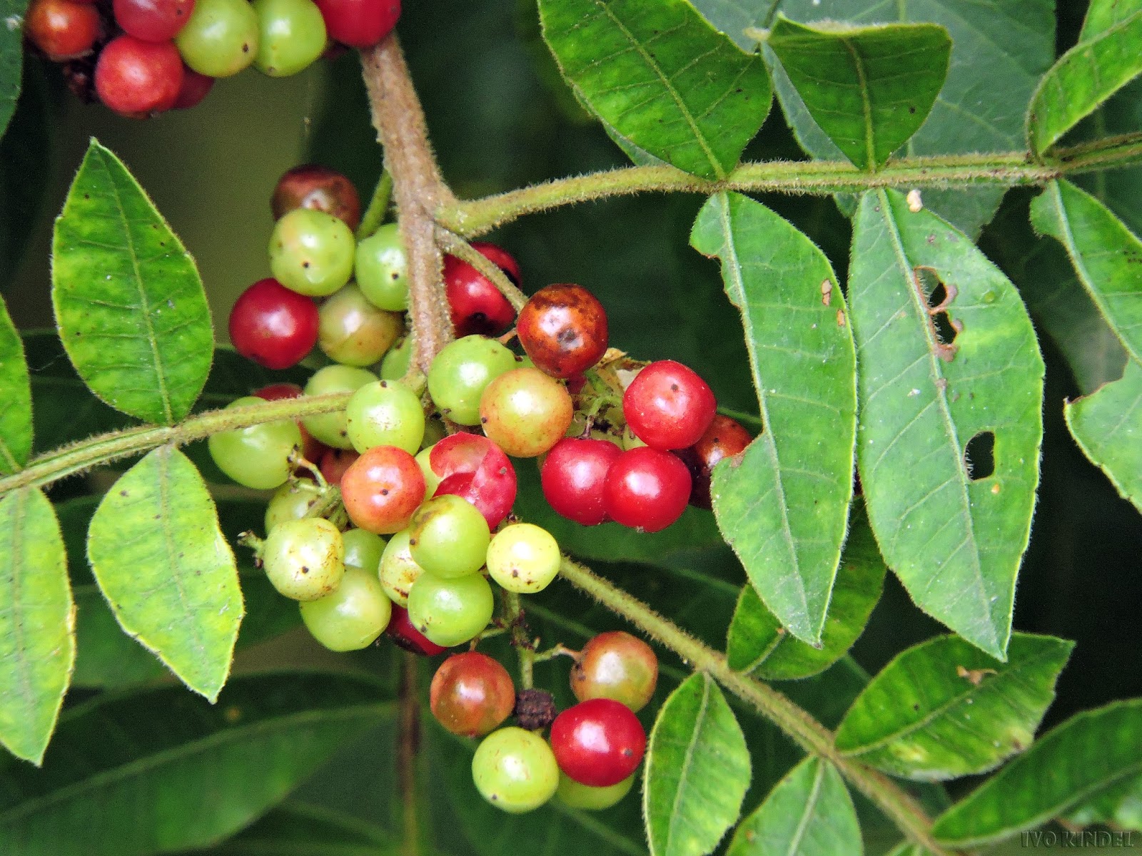 BUTZKE AGRÍCOLA E FLORESTAL - TAIÓ/SC: Schinus terebinthifolius ...