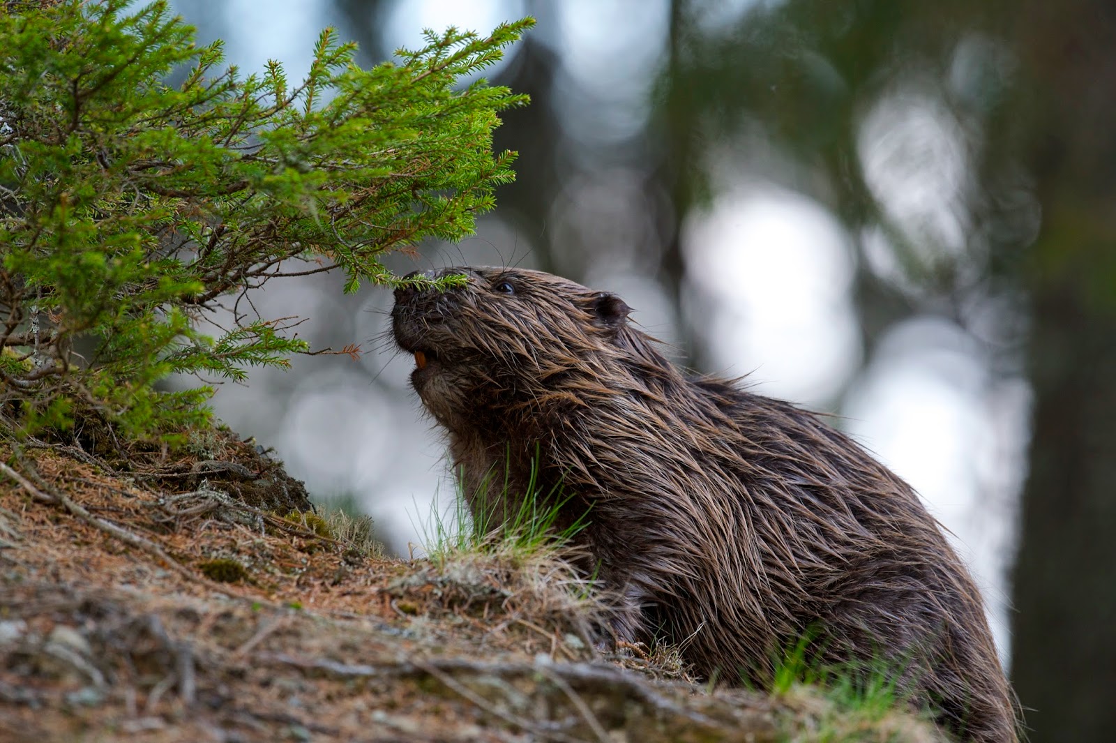 Naturfoto Einar Hugnes: Bever spiste granbar