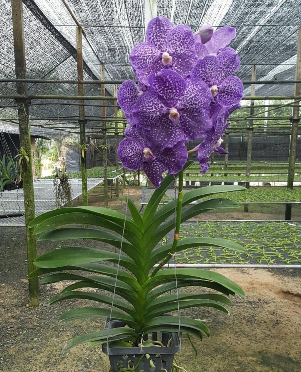 Dunia Tani Joyo: 8 Jenis Bunga Anggrek Yang Harus Diketahui