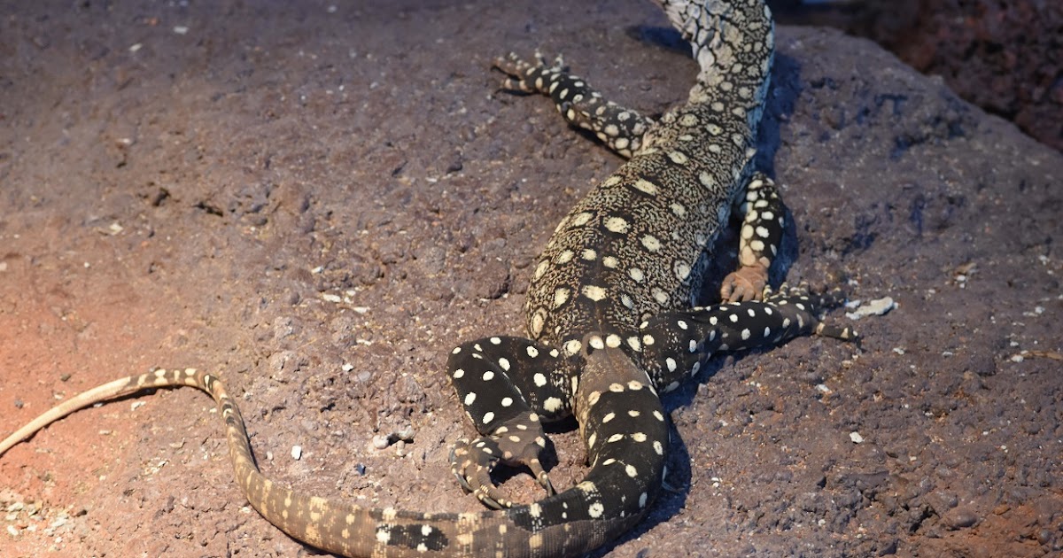 ZOOTOGRAFIANDO (6.100 ANIMALS): VARANO GIGANTE / GIANT MONITOR (Varanus ...