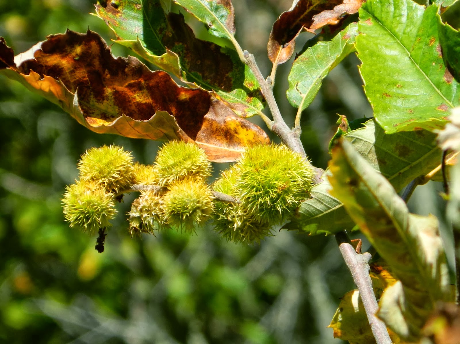 Lise's Log Cabin Life: Chinkapin