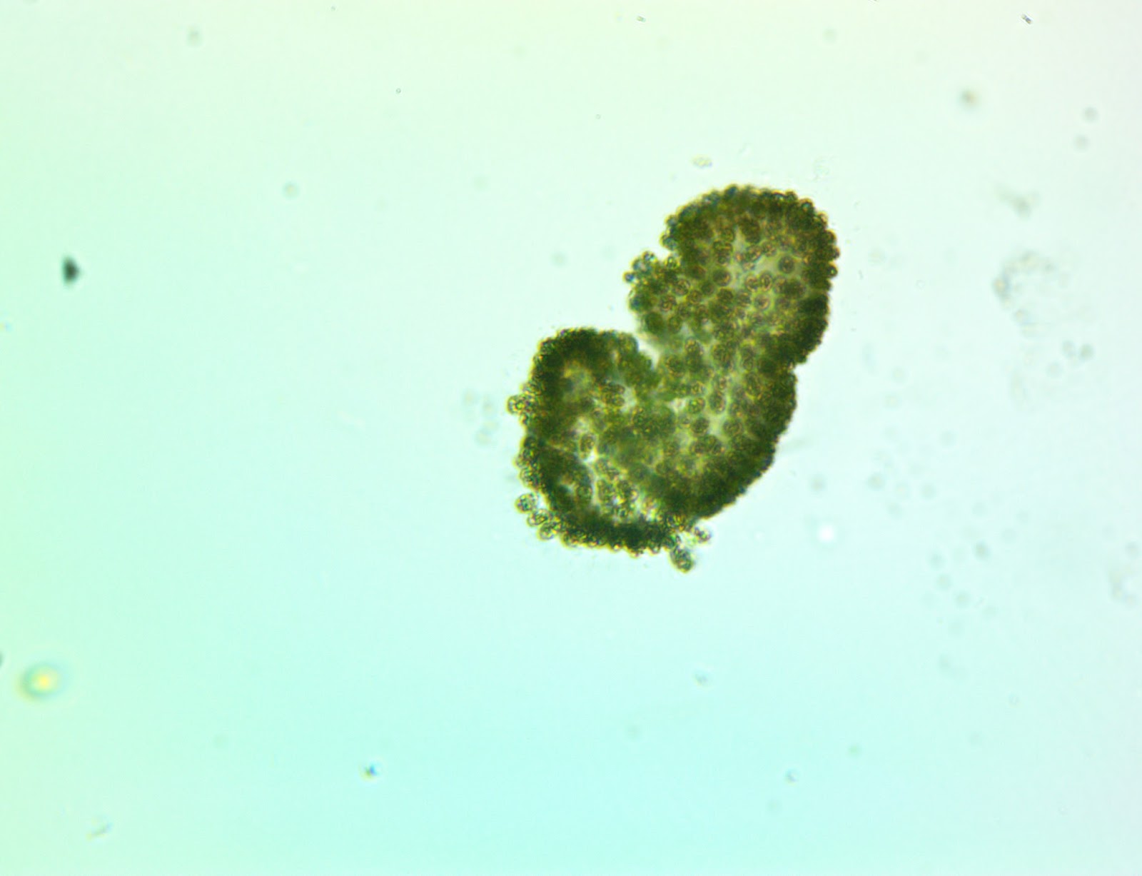 Wildlife Monitor: Cyanobacteria activity detected under ice in Bantam Lake