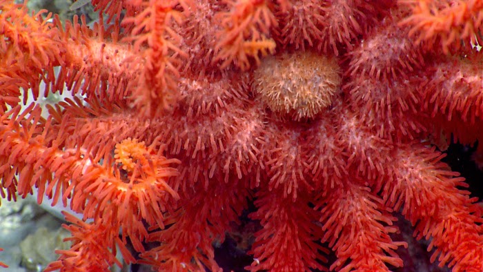 The Echinoblog: Because Brisingid Starfish are Fantastic! Stunning ...