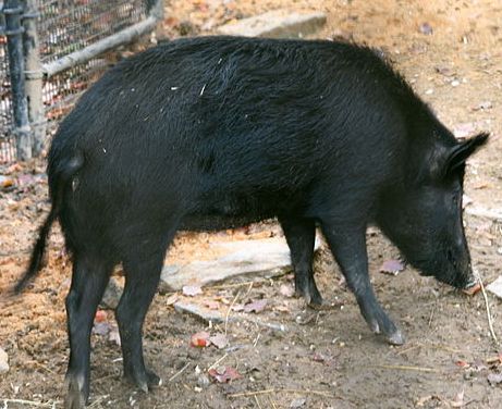 Heroes, Heroines, and History: Farm Animals in Colonial Times