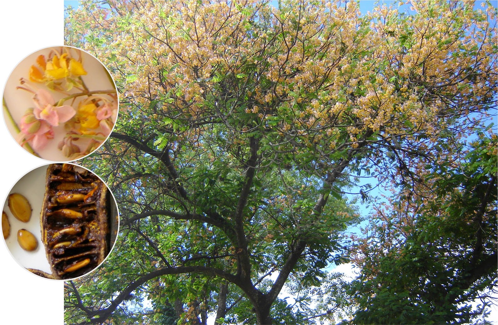 v e r d e c h a c o: Carao / Cañadonga