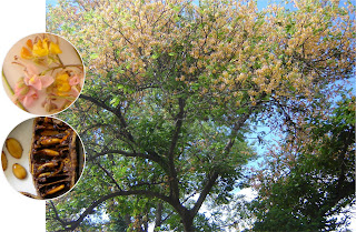 v e r d e c h a c o: Carao / Cañadonga