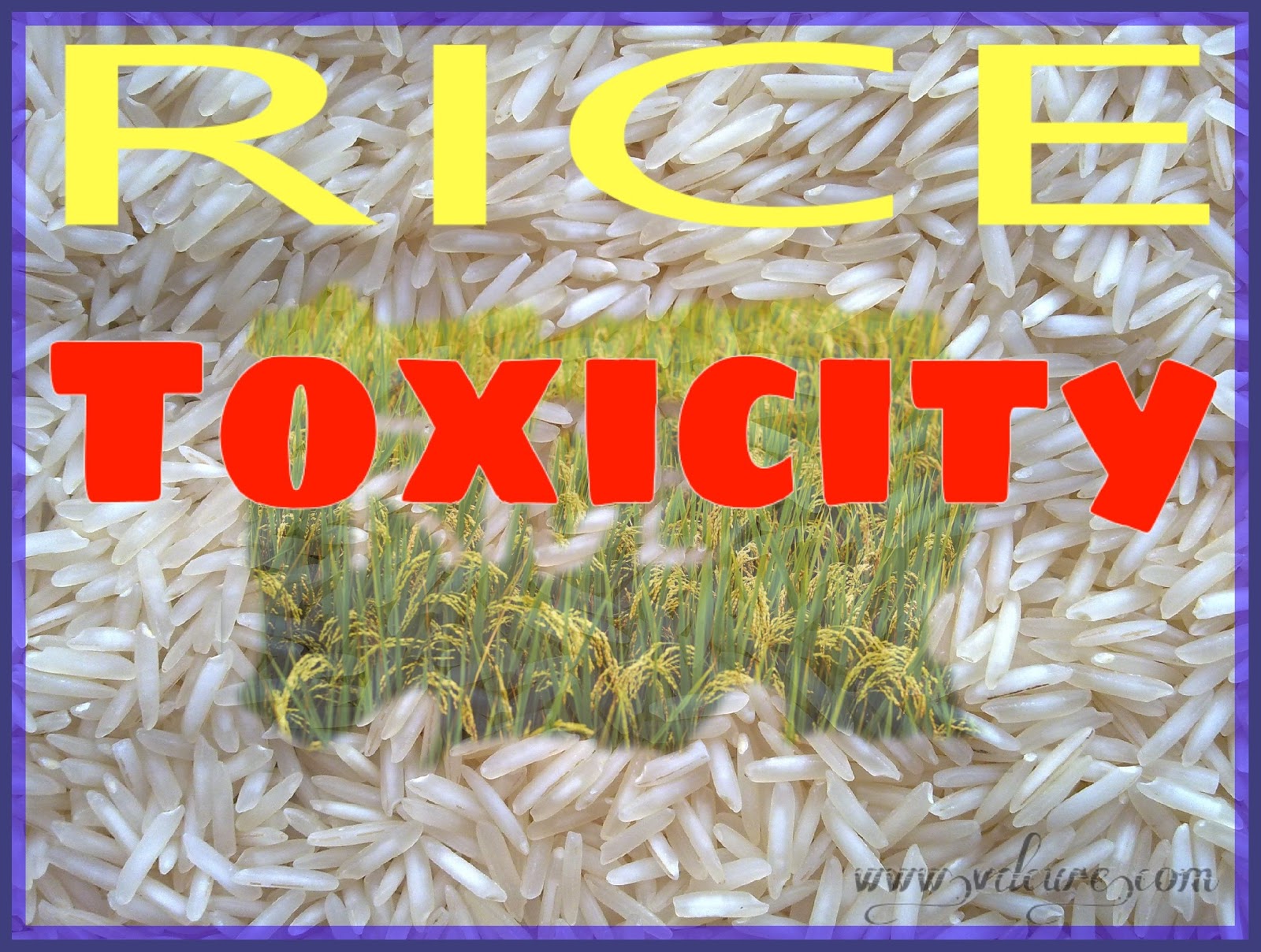 Rice Toxicity: Basic Conception, Risks, Solution