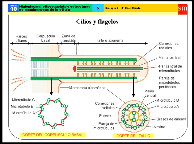 Estructuras no membranosas de la célula: CILIOS Y FLAGELOS