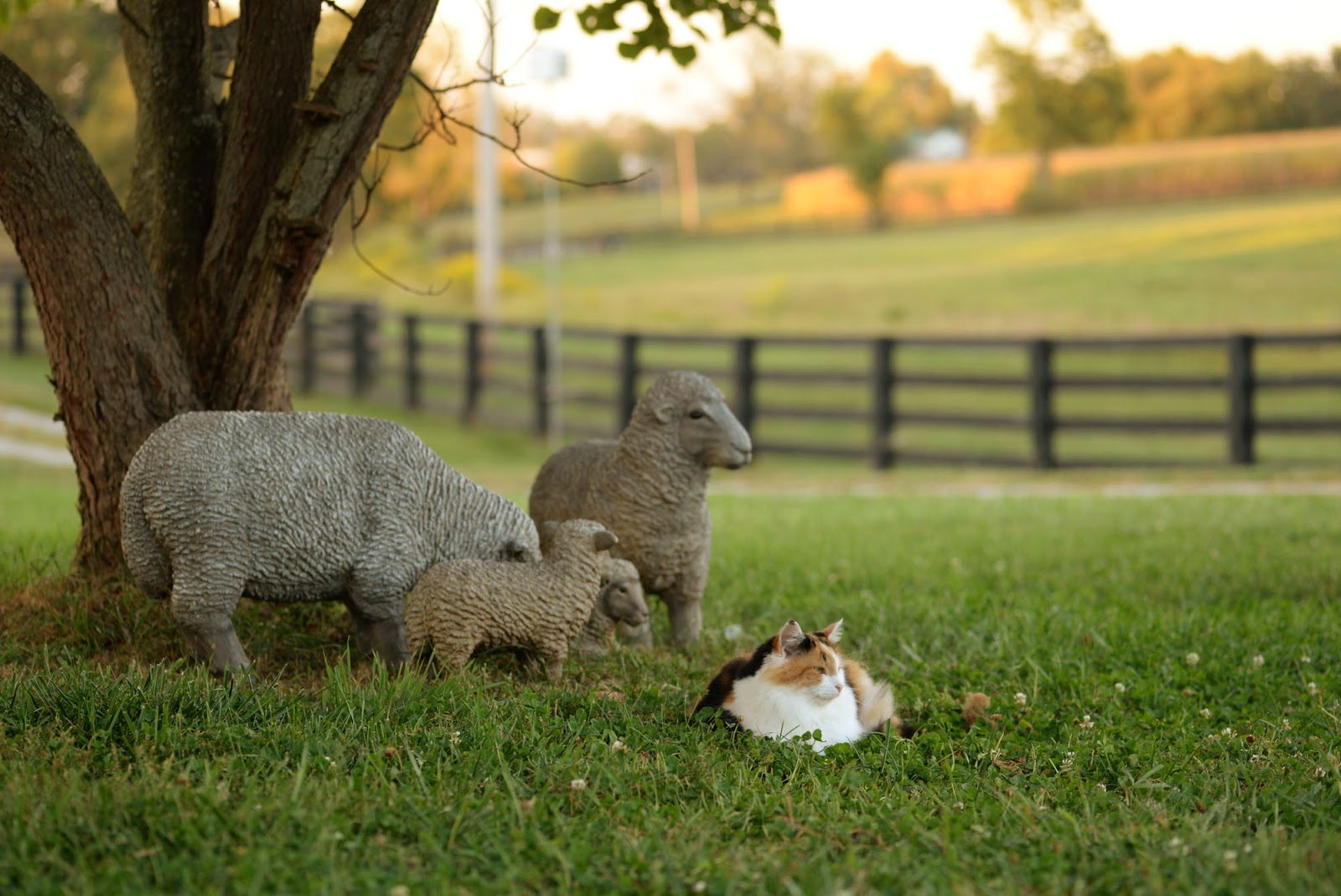 Punkin's Patch: Kentucky Cat Shepherd