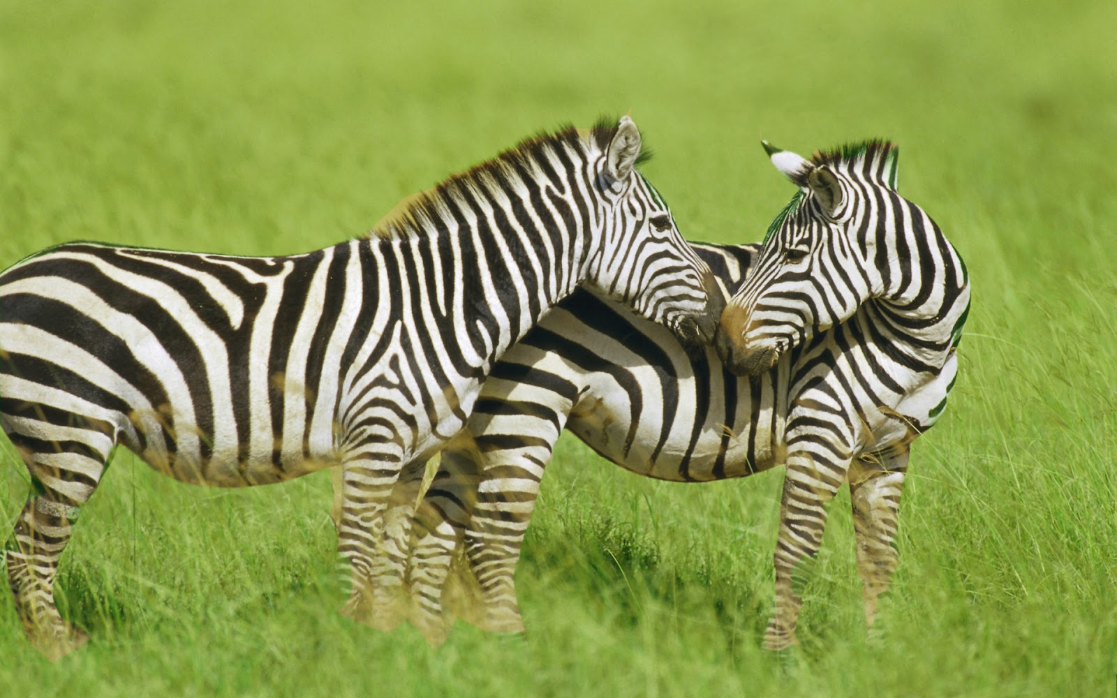 Top 20 Most Cute And Dashing Zebra Wallpapers In HD