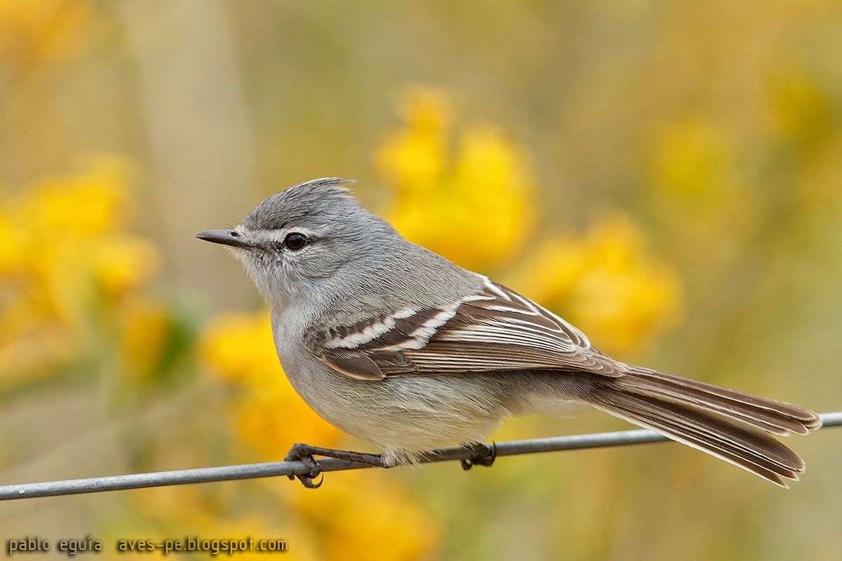 mis fotos de aves: Serpophaga (subcristata) munda Piojito Vientre ...