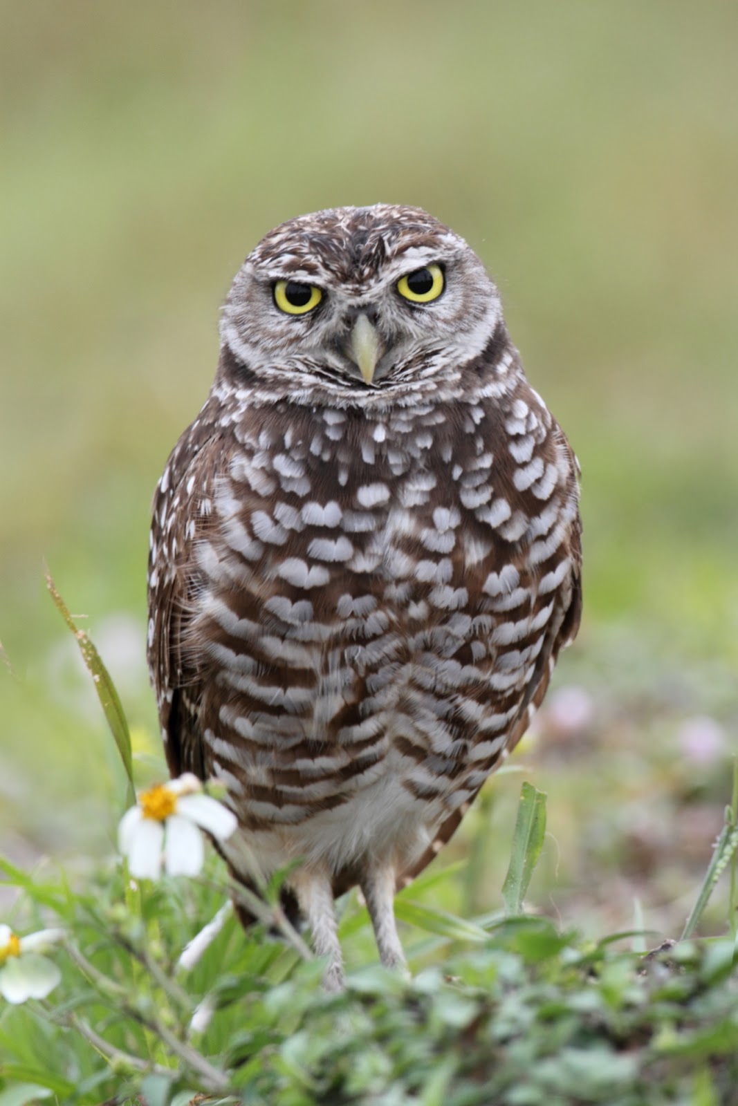 Steve Byland Nature Photography