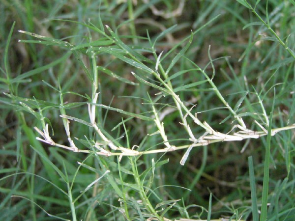 Maleza de HOJA ANGOSTA ~ Agronutrientes