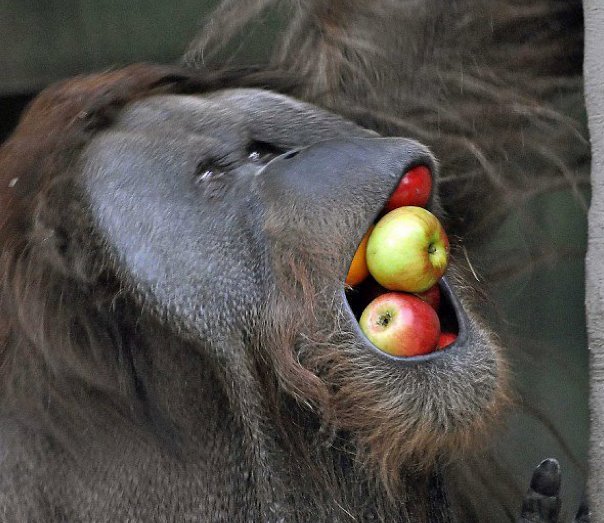 almaar kleiner groeien: Antropocentrisme