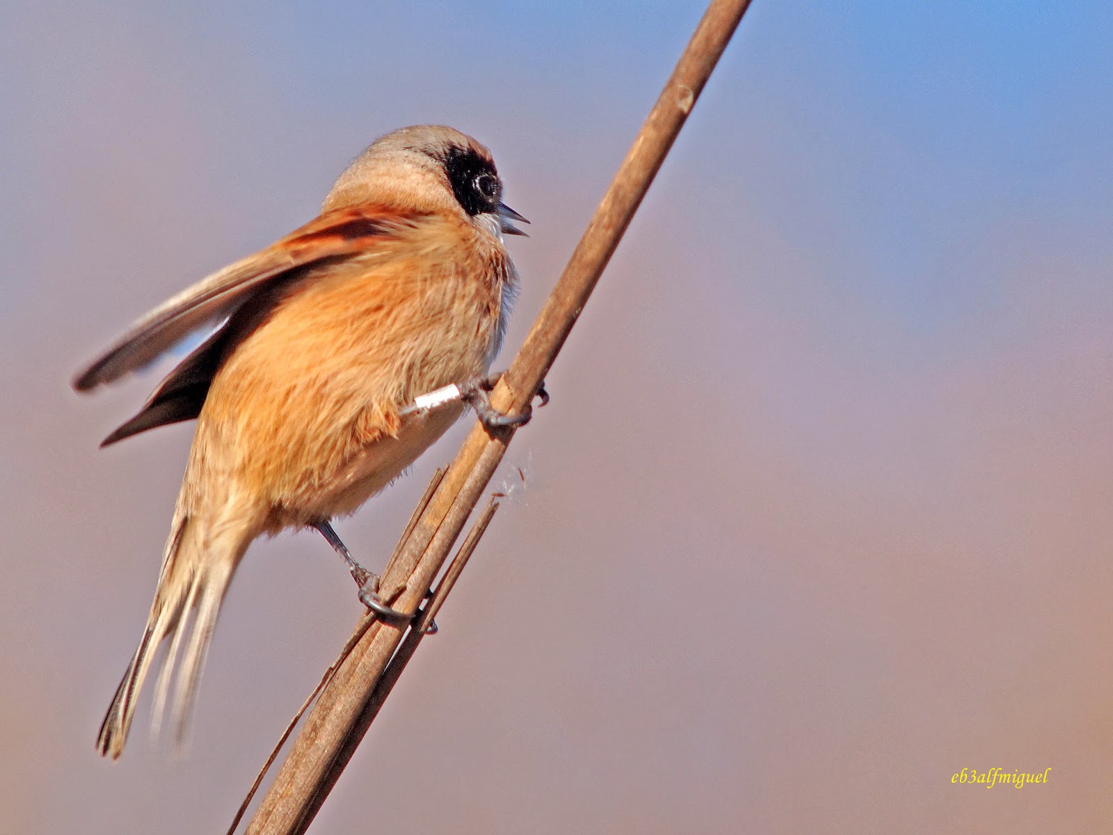 Miguel fotografia: Cariñoso y Amigo . Pájaro Moscón (Remiz pendulinus)