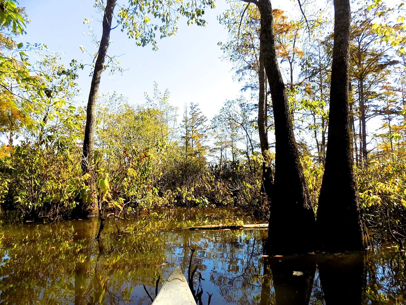 Chuck's Adventures: Paddling Cache River State Natural Area -- Illinois ...