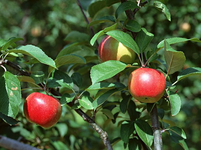 Our Beautiful World: Apple Tree