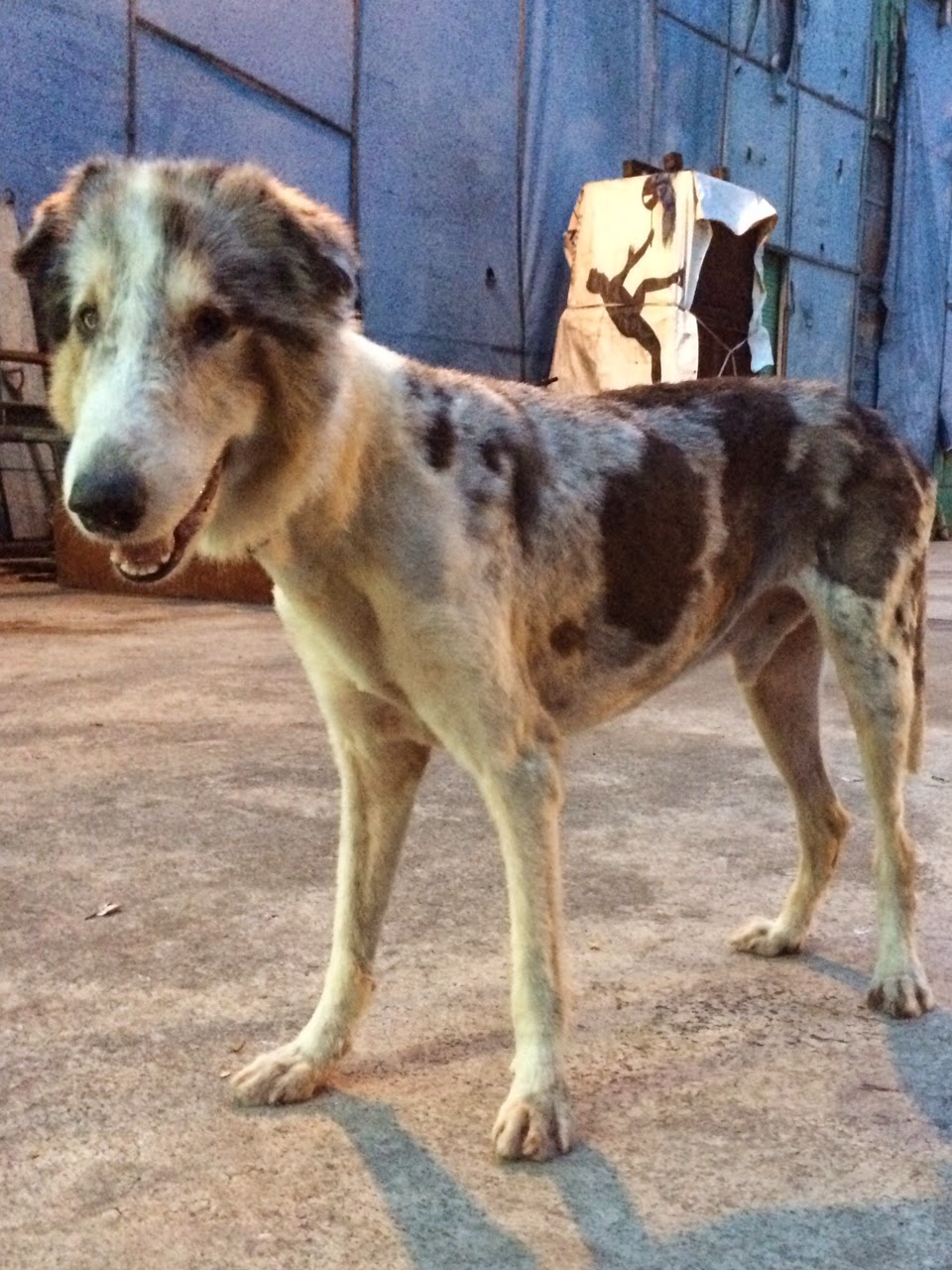 Noah's Ark CARES: Our Singapore Street Dogs - FAR (Foster / Adopt / Rescue)