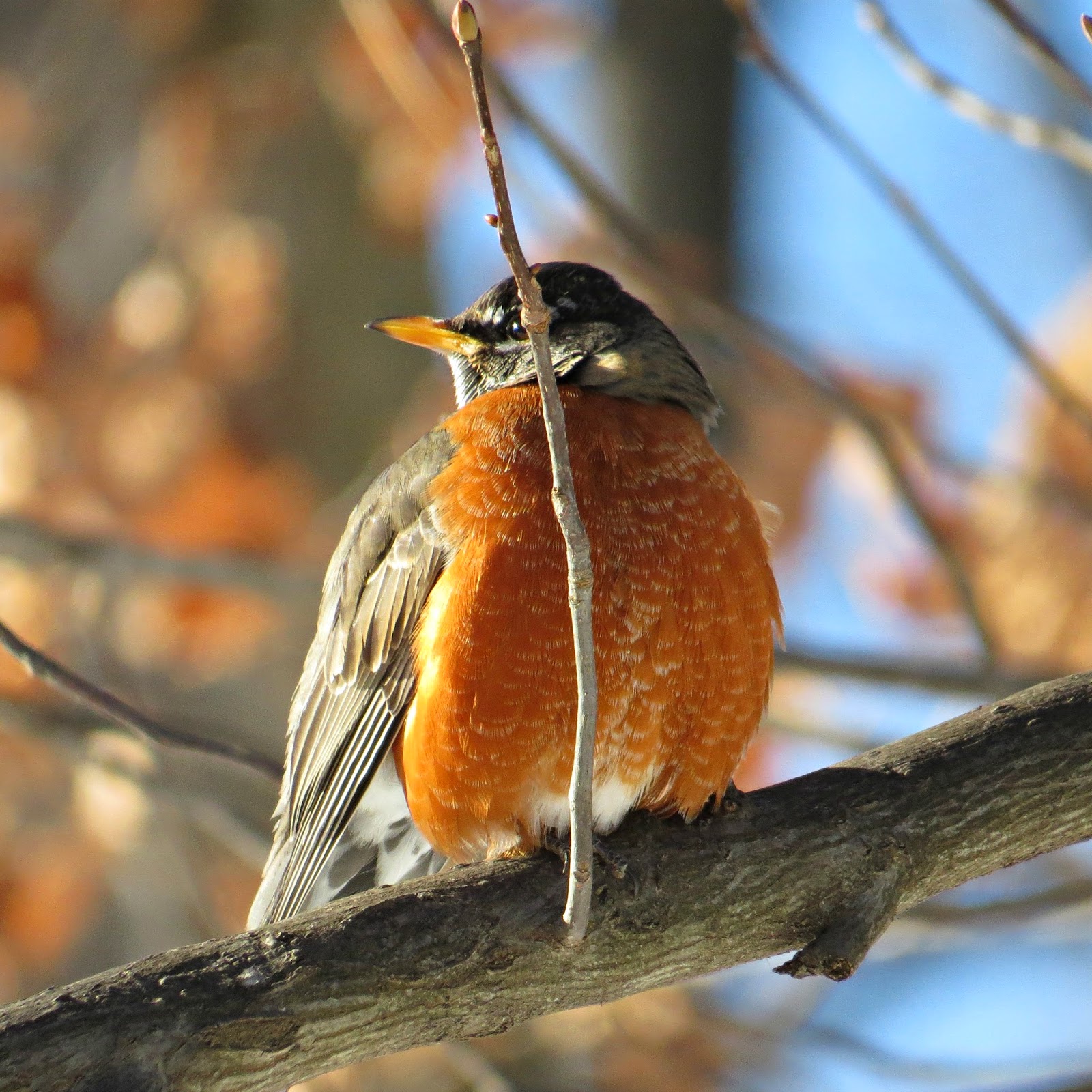 Birds of Raymondale, Falls Church, VA: The American Robin