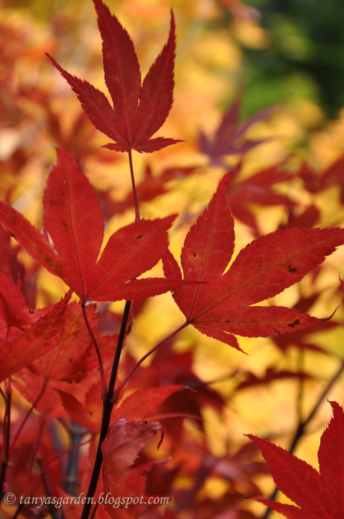 MySecretGarden: Japanese Maples. Picture Gallery