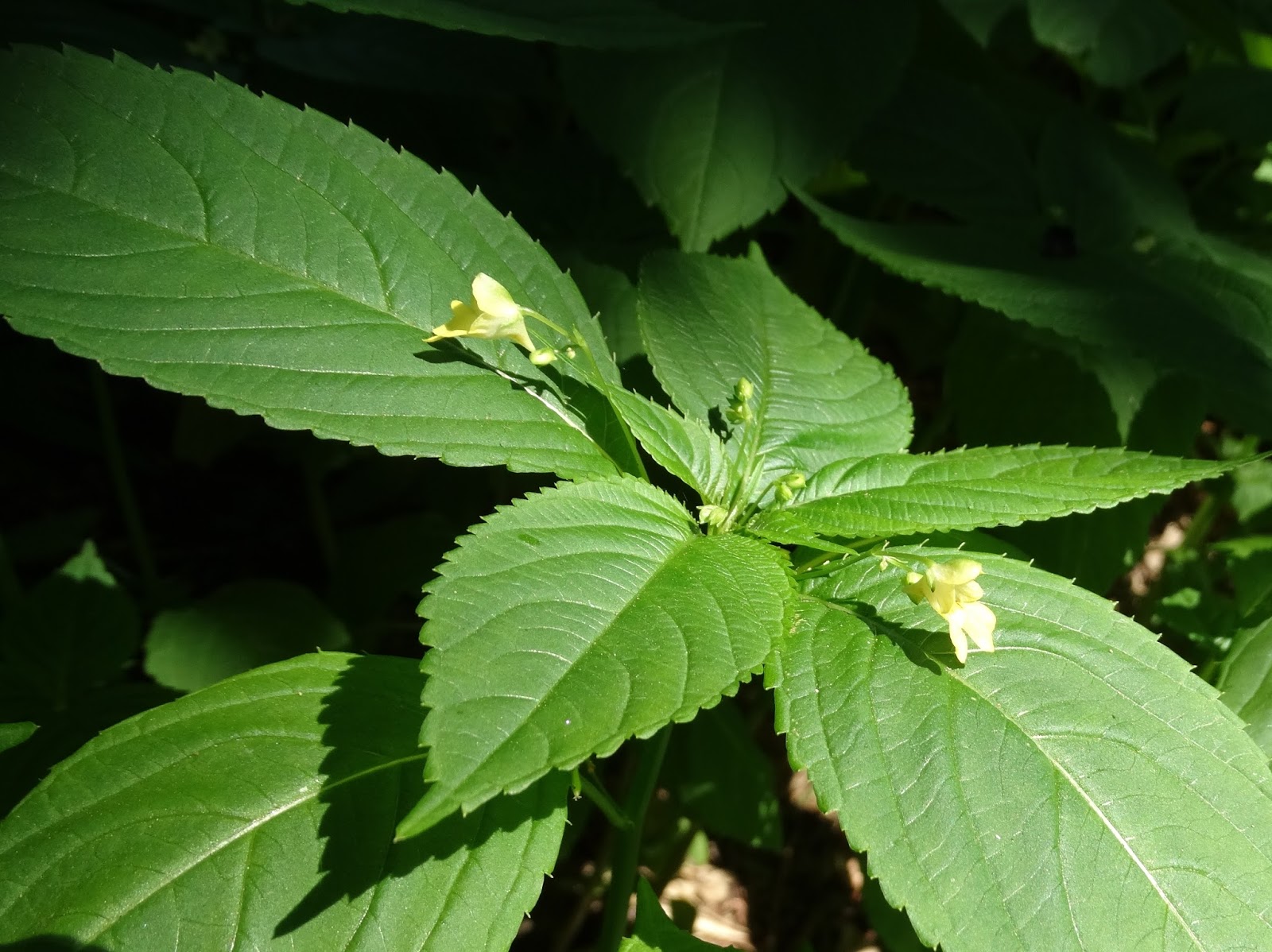 oog voor de natuur: Klein springzaad, in het bos