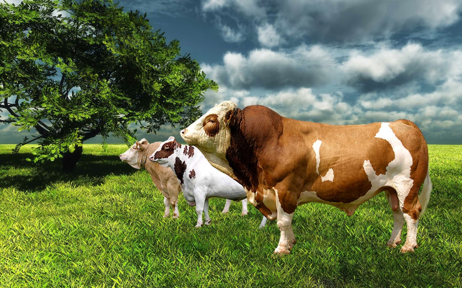 Kars Yayla Kurbanlık Hayvanlar - Hormonsuz Kurbanlık - Kurbanlık Dana ...