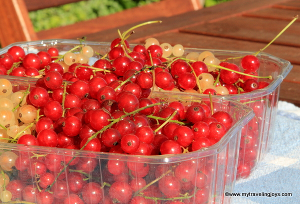 DIY Red Currant Polish Vodka ~ My Traveling Joys