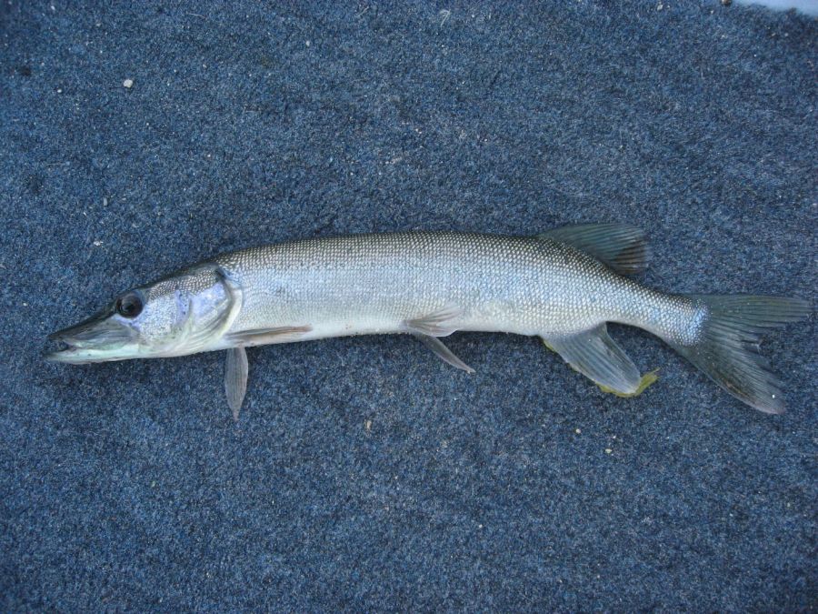 Montana of the Midwest: Sliver Pike?? Have you ever heard of them?