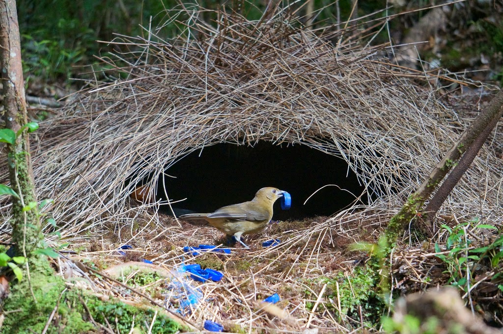 Getting A Step Ahead:: Bower construction in the Vogelkop bowerbird