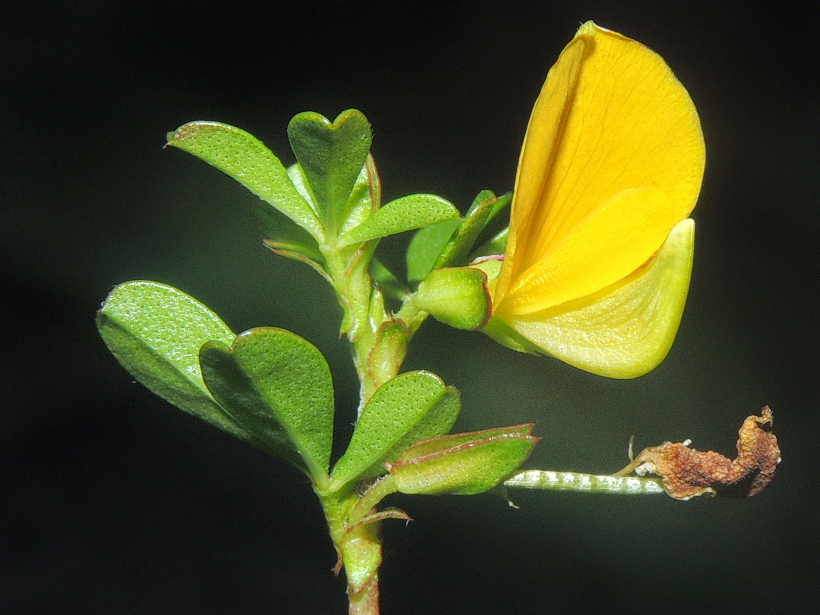 The Flowering plants - Leguminosae - Fabaceae: Zornia