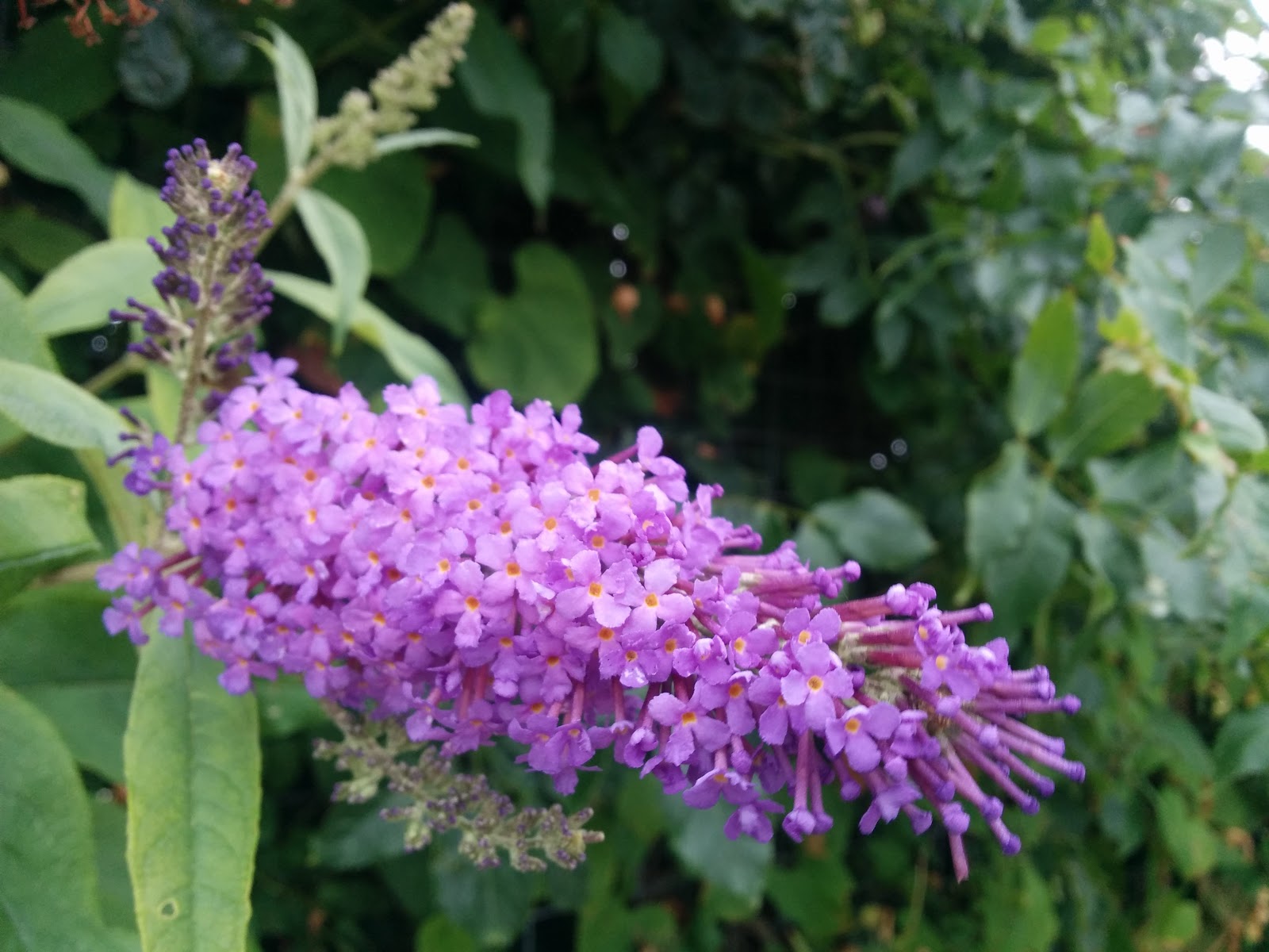 Wild Life: Buddleia