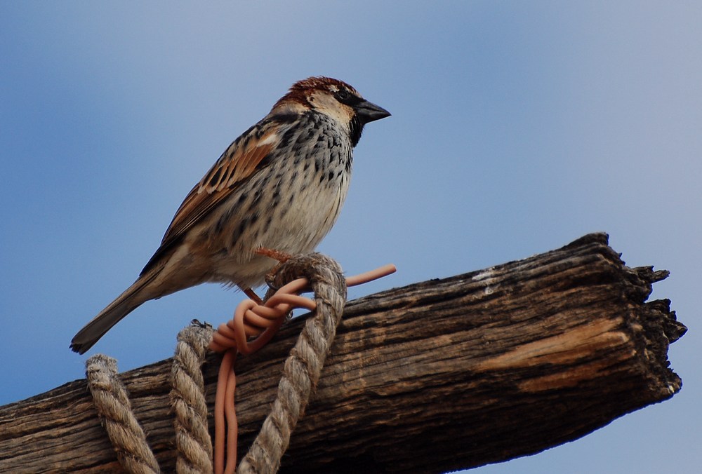 Tunisie - la route des ksour : Ezzarah, Ouled Soltane, Haddada, Joumaa ...