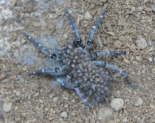 Zoo News Digest: World first breeding of one of the rarest spiders on Earth