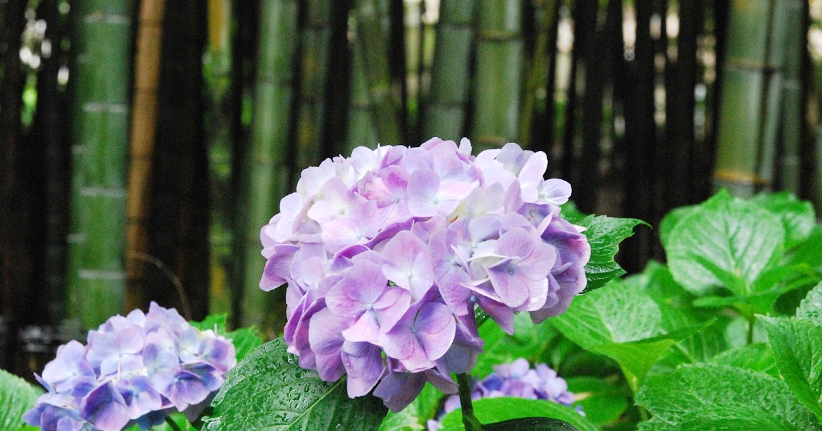 LEBEN IN JAPAN: Juni/June - Regenzeit / rainy season in Japan